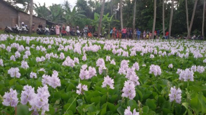Indahnya Selfie di Taman Bunga Eceng Gondok Bantul - Tribunjogja.com