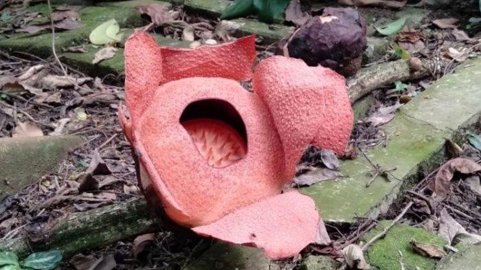 Bunga Langka Koleksi Kebun Raya Bogor Kembali Mekar - Tribunjogja.com