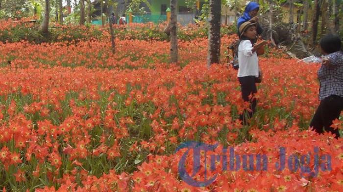 Kebun Bunga Lily di Pathuk Gunungkidul Akan Ditata Lebih Teratur ...