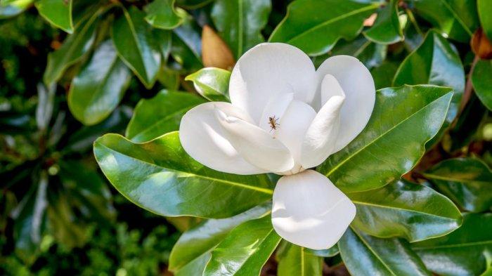 Bunga Apa yang Bikin Hoki? Ini Penjelasannya Menurut Feng Shui ...