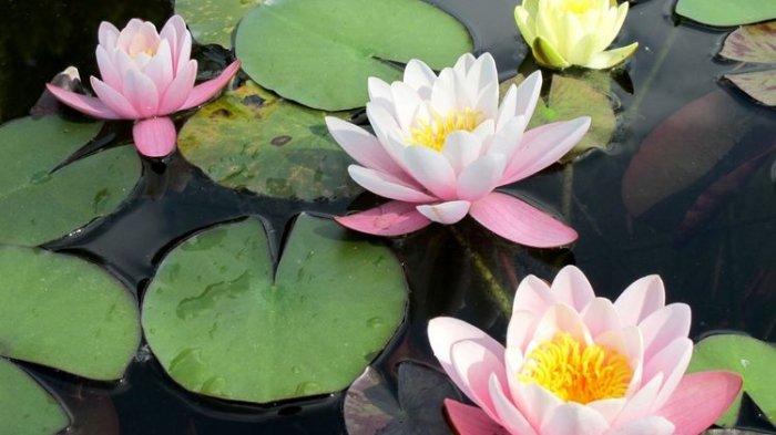 6 Bunga yang Bisa Jadi Pembuka Pintu Rezeki Bagi Pemiliknya Menurut ...