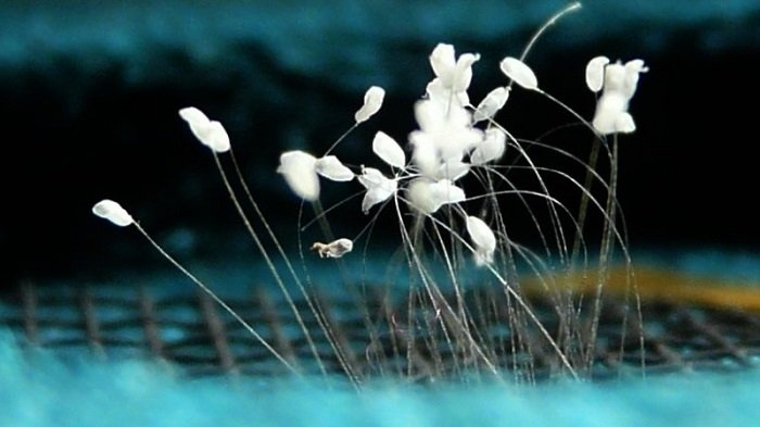 'Bunga dari Surga' Ini Mekar 3.000 Tahun Sekali, Diyakini akan Membawa ...