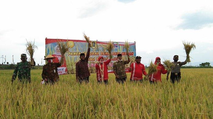 Bupati Klaten Sri Mulyani Laksanakan Panen Perdana Padi Merah di Desa Demakijo - Tribunjogja.com