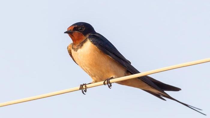 Peneliti Jepang pun Telusuri Jalur Migrasi Burung Layang-layang Api ...