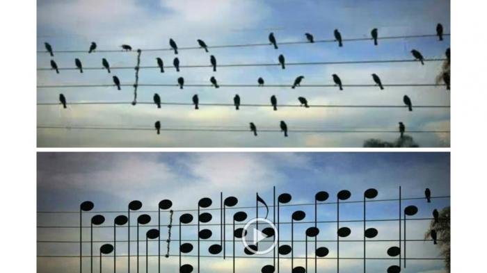 Bagi Seniman Ini Gambar Burung Hinggap Bisa Jadi Melodi Indah, Begini ...