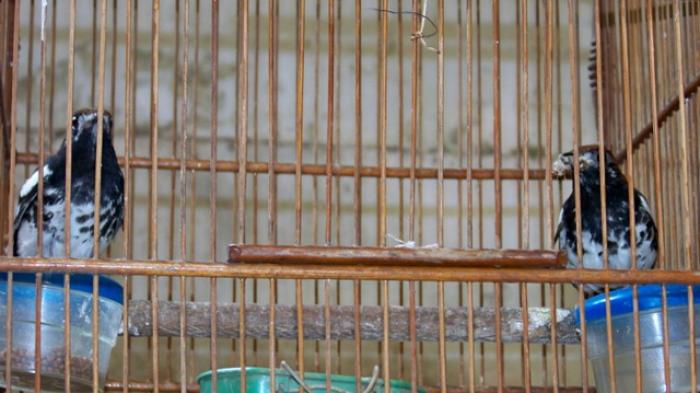 Hewan Khas DIY Akan Dilindungi Perda - Tribunjogja.com