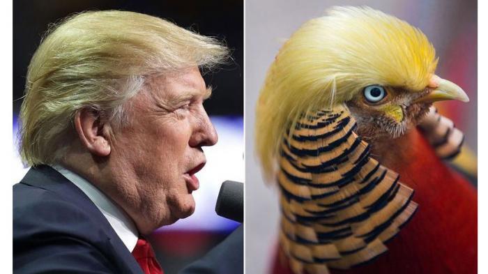 Seekor Burung Mendadak Kondang karena Punya Bulu Ala Model Rambut Trump ...