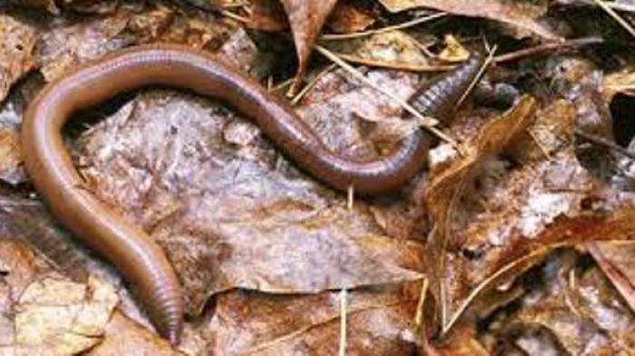 Ini Penjelasan Ilmiah Fenomena Banyaknya Cacing Muncul ke Permukaan ...