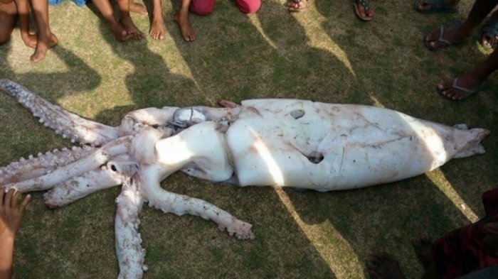 Hewan Raksasa Bukanlah Mitos, Nelayan di Pulau Tawi-Tawi Tangkap Cumi ...