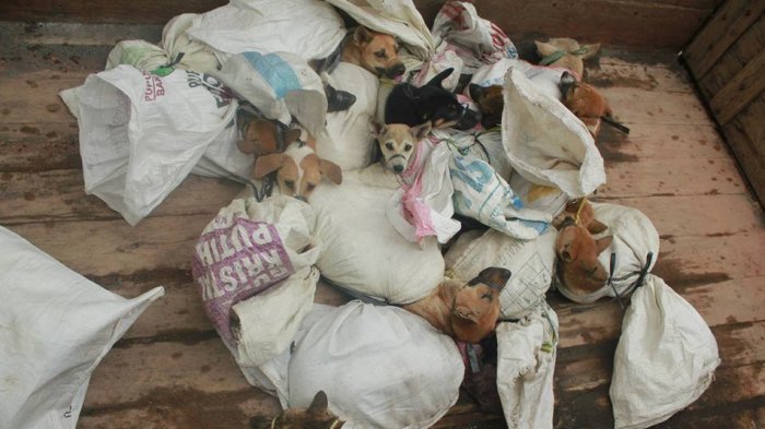 Pengakuan Pemilik Warung 'Sengsu' di Solo, Setiap Hari Habis 12 Ekor ...