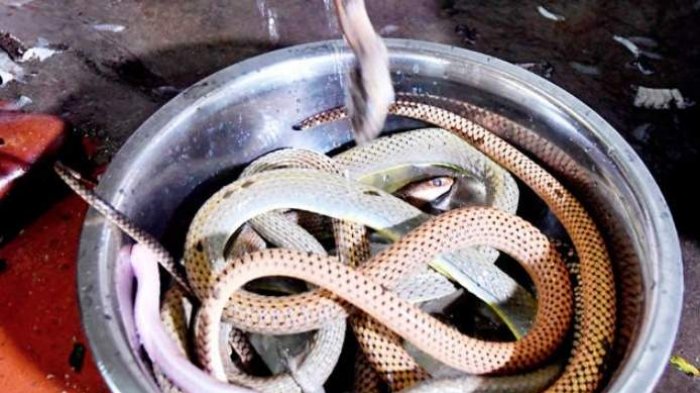 Lihat, Begini Cara Koki di Vietnam Menyajikan Menu Daging Ular ...