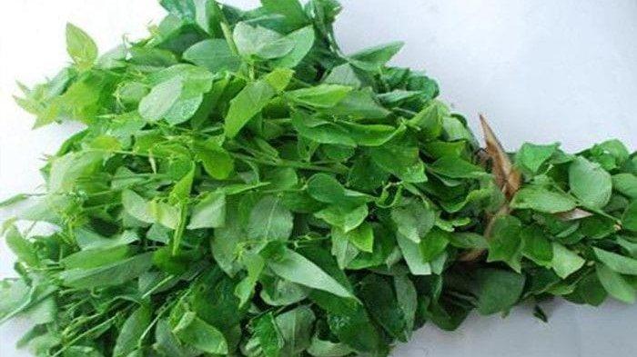 8 Manfaat Daun Katuk Bagi Kesehatan Tubuh, Herbal yang Bisa Cegah ...