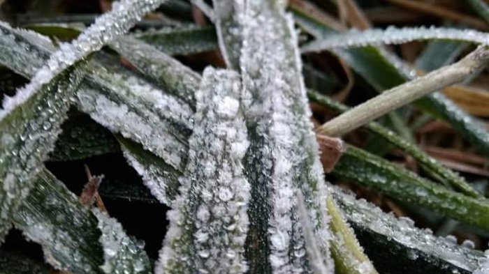 Tak Hanya di Dieng Saja, Fenomena Embun Beku juga Terjadi di Distrik ...