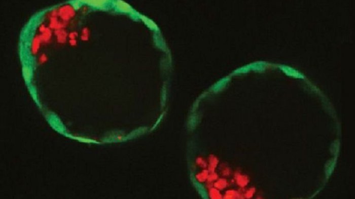 Embrio Buatan Akhirnya Berhasil Diciptakan di Laboratorium. Apa ...
