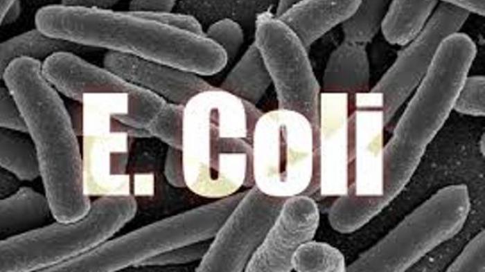 DLHK DIY : Bakteri E Coli Air Sungai Diperkirakan Meningkat 15 Persen ...