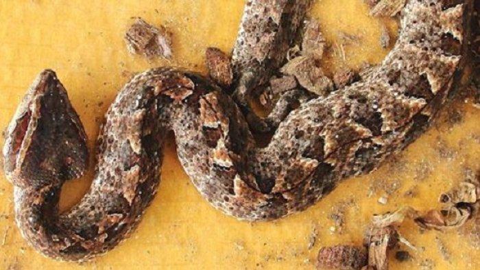 Fakta Ular Tanah yang Menggigit Warga Gunungkidul, Ular Pemalas yang ...