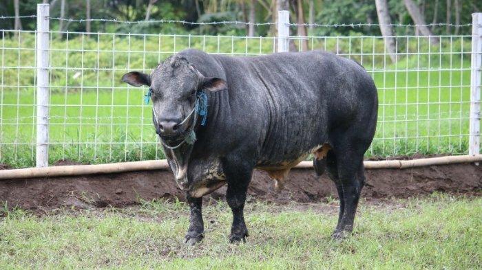 Fakultas Peternakan UGM Kembangkan Sapi Gagah dan Macho, Silangan Tiga ...