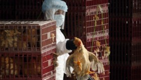 Ini Gejala Penyakit Flu Burung - Tribunjogja.com