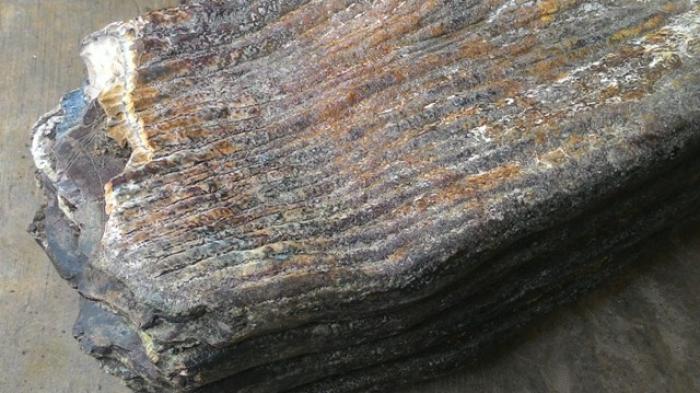 EKSKLUSIF: Fosil Ini Singkap Kehidupan Jutaan Tahun di Dekat Pindul ...