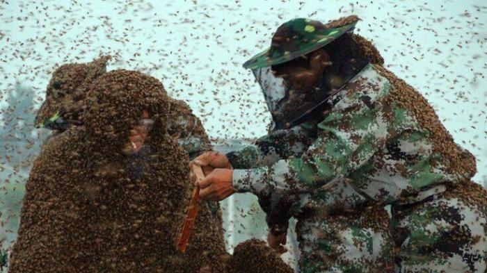 Pecahkan Rekor Dunia Dikerumuni 109,05 Kg Lebah - Tribunjogja.com