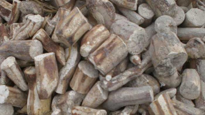 Gaplek Gunungkidul Tembus Pasar Ekspor - Tribunjogja.com