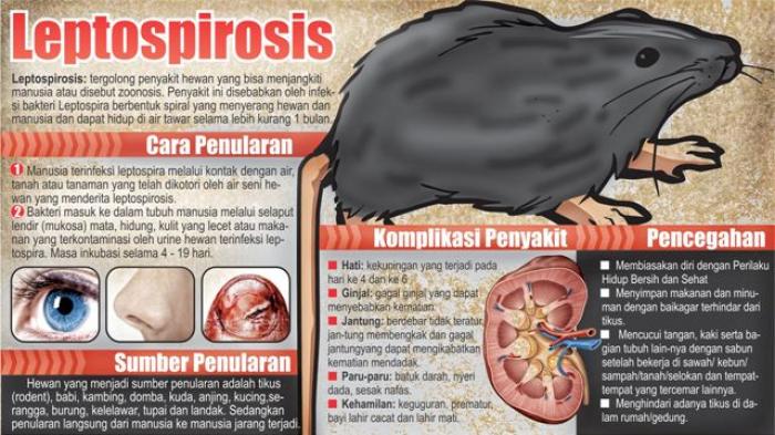Fakta Lengkap tentang Leptospirosis : Gejala, Cara Mencegah dan ...