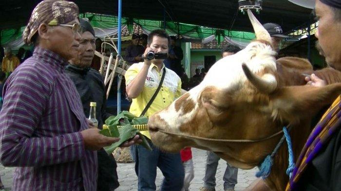 Gumbregan, Tradisi Ulang Tahun Ternak di Gunungkidul yang Masih Tetap ...