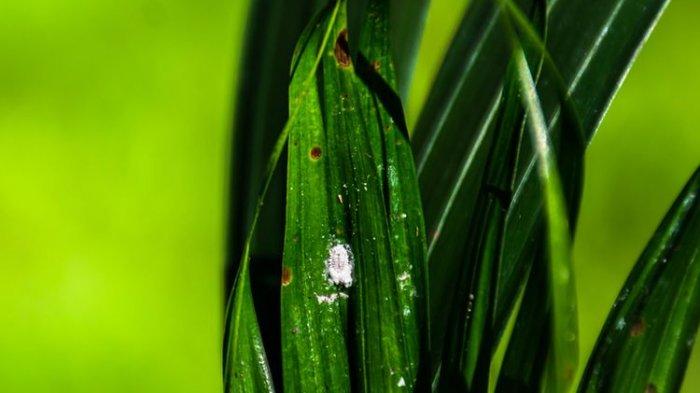 Awas, Hama Kutu Putih Mengintai Tanaman Hiasmu, Ini Ciri Cirinya dan ...