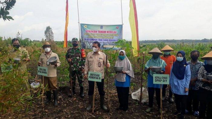 Hemat Air, Petani Plembutan Playen Tanam Kedelai dengan Sistem Sisip ...