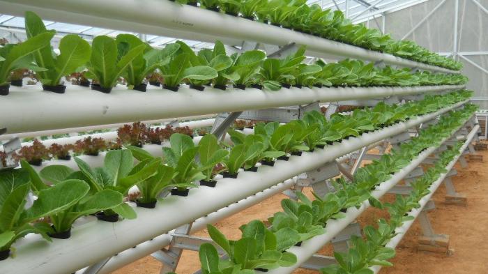 Ini Tips Bercocok Tanam dengan Hidroponik - Tribunjogja.com