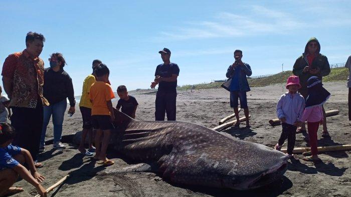 Seekor Hiu Tutul Sepanjang 5 Meter Ditemukan Mati Terdampar di Pantai ...