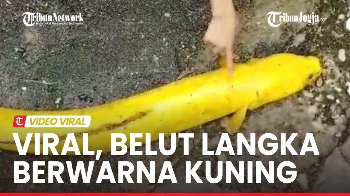 Viral, Warga Temukan Belut Langka Berwarna Kuning - Tribunjogja.com