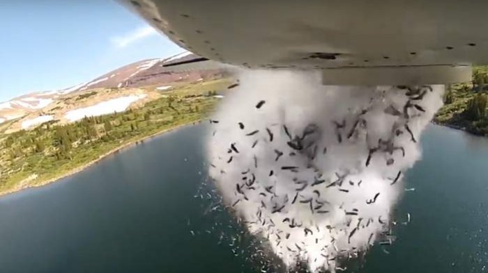 Ribuan Ikan Trout Jatuh dari Langit, Cara Unik untuk Menjaga Populasi ...