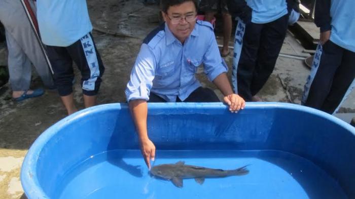 Mangut Beong, Ikan Asli Sungai Progo yang Nyaris Punah - Tribunjogja.com