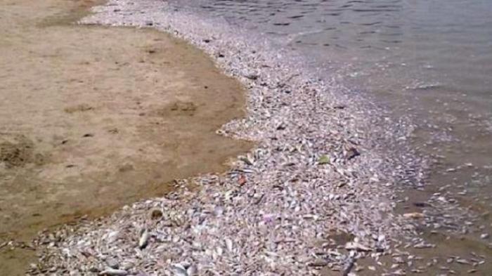 Bangkai Ikan Mati Penuhi Pantai Ancol - Tribunjogja.com