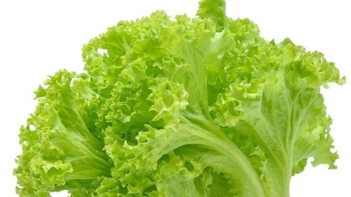 Resep Sup Selada, Menu Viral yang Sehat untuk Sahur - Tribunjogja.com