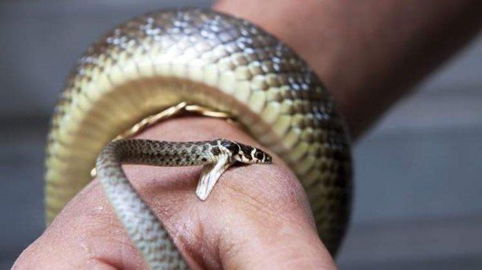 Digigit Ular Berbisa Jangan Diikat, Lakukan Langkah Ini Agar Racun Tak ...