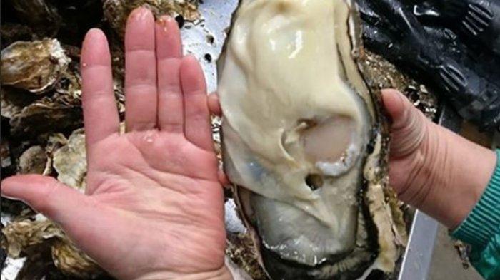 Kisah Eks Kombatan GAM yang Kini Sukses Budidaya Tiram Jumbo ...