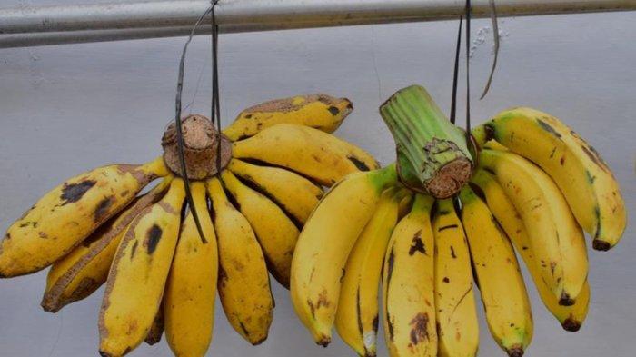 Mengenal 3 Tingakatan Keanekaragaman Hayati - Tribunjogja.com