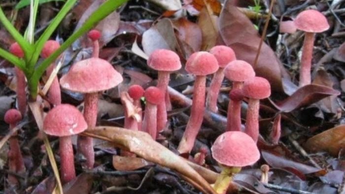 Unik, Jamur Ini Langka dan Hanya Ada di Indonesia, Inilah Beberapa ...