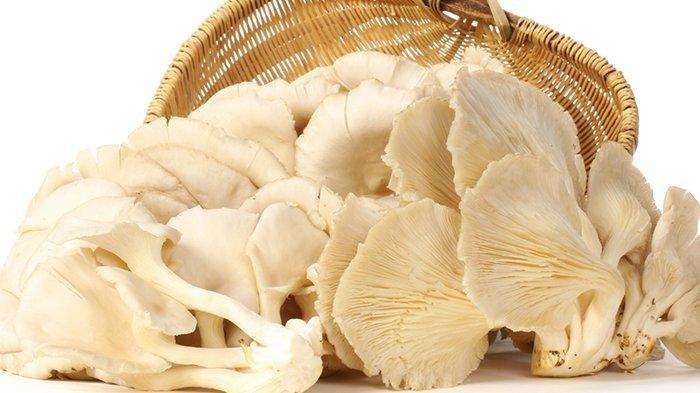 Jamur Liar yang Bisa Dimakan Ketika Survival, Kamu Perlu Tahu Tips ...