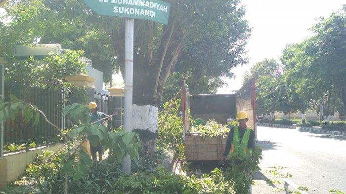 Jelang Musim Penghujan, DLH Yogya Optimalkan Pemangkasan Pohon ...