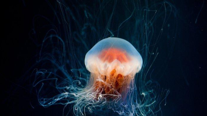 Apa Itu Ubur-ubur? Bagaimana Mereka Hidup ? Berikut Ulasannya ...