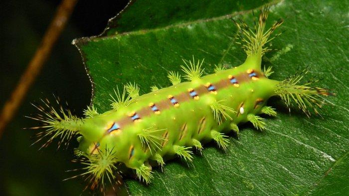 Tiga Golongan Ulat di Indonesia, Bisa Bikin Gatal Luar Biasa ...