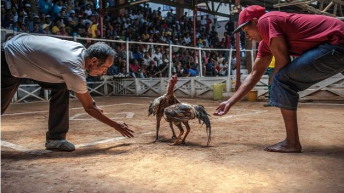 BERITA FOTO: Sabung Ayam Bertaruh Mobil hingga Rumah - Tribunjogja.com