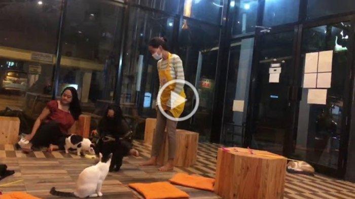 Nongkrong di Kafe Sambil Main dengan Kucing di Neko Kepo - Tribunjogja.com