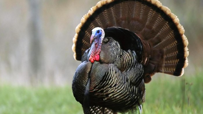 KISAH Singkat Awal Mula Tradisi Makan Daging Kalkun Saat Perayaan Natal ...