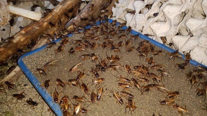 Kampung Jangkrik Ini Mampu Panen Jangkrik 3 Kuintal Tiap Minggu ...