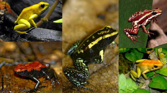 5 Katak Cantik Ini Ternyata Miliki Racun Paling Mematikan - Tribunjogja.com