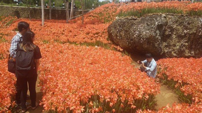 Kebun Bunga Amarilis di Gunungkidul Kembali Diserbu Wisatawan ...